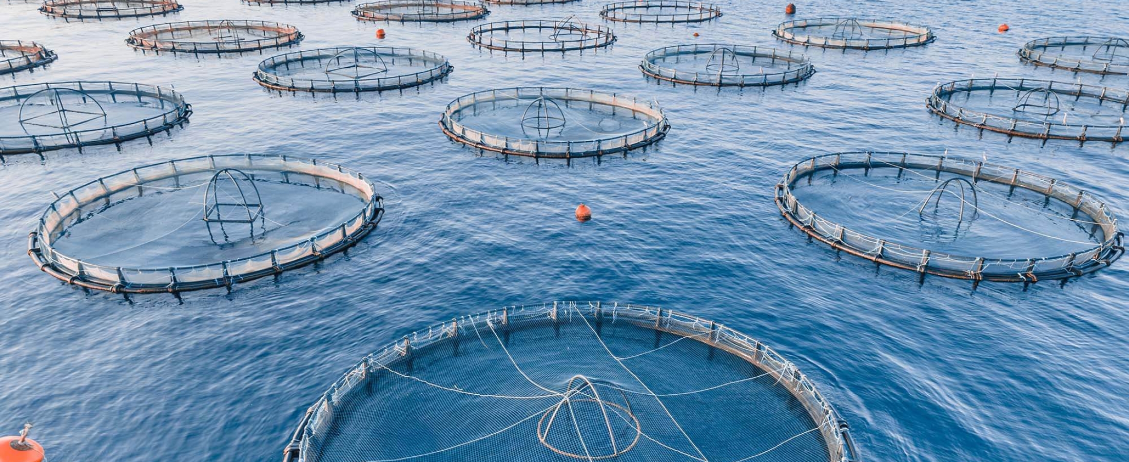Reliable Aquaculture Lighting Helps Offshore Fish Farms | Sabik